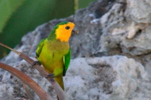 Perico Carisucio, una joya emplumada de Colombia - Guía 2025