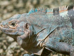 Iguana Rayada una especie única de Colombia - Guía 2025
