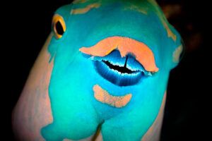 Los increíbles Peces Loro de Colombia - Guía 2025