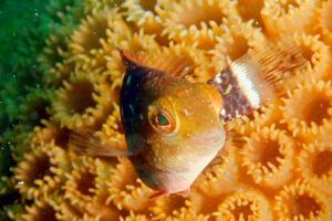 Los increíbles Peces Loro de Colombia - Guía 2025