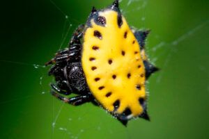 Araña Panadera Fotos Hábitat Peligro y Curiosidades - Guía 2025