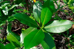 Mangle Colorado: Guía completa - Guía 2025