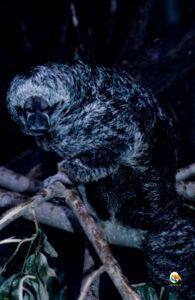 Sakí Peludo: Descubre a este primate amazónico único - Guía 2025