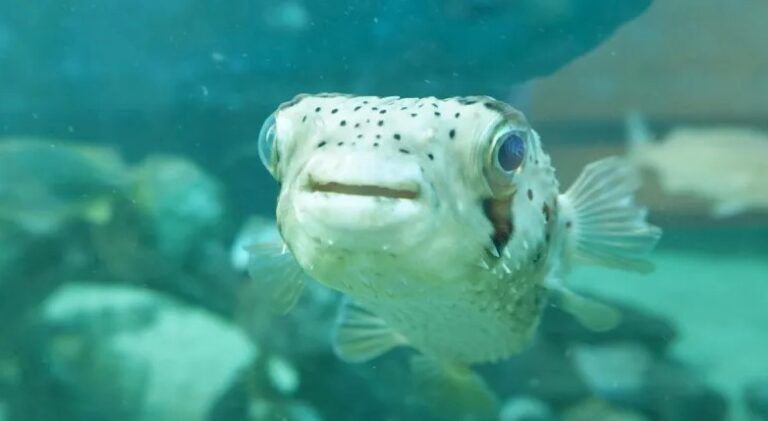 Pez Globo: El Fascinante Habitante de los Mares Colombianos - Guía 2025