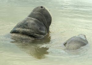 Trichechus manatus manatus: el guardián oculto del Caribe - Guía 2025
